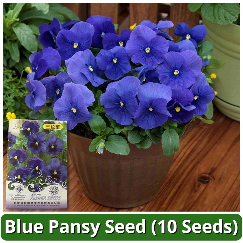 Rare Pansy Plant 10 Seeds Viola Flower Seeds for Planting Flowers ...