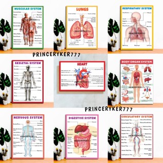 ABOUT SCIENCE Educational Charts | A4 Size | Laminated | Human Organs ...