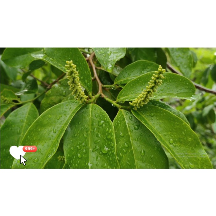 Buni LEAVES 250 grams Huni Leaves FRESH VEGETABLES | Shopee Philippines