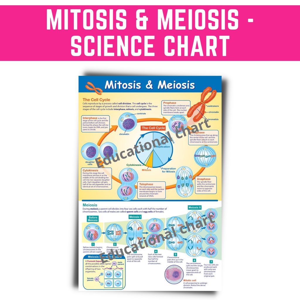 MITOSIS AND MEIOSIS POSTERS CHARTS I ALL ABOUT SCIENCE CHARTS, A4 Size ...