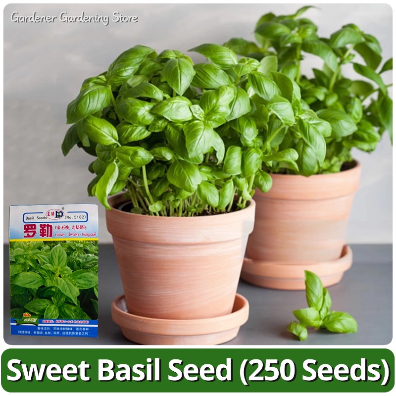 High Yield Sweet Basil Seeds for Planting Germination 250 Seed Organic ...