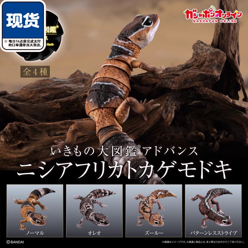 Biological Illustrated Book African Fat-Tailed Lizard Bandai Genuine ...