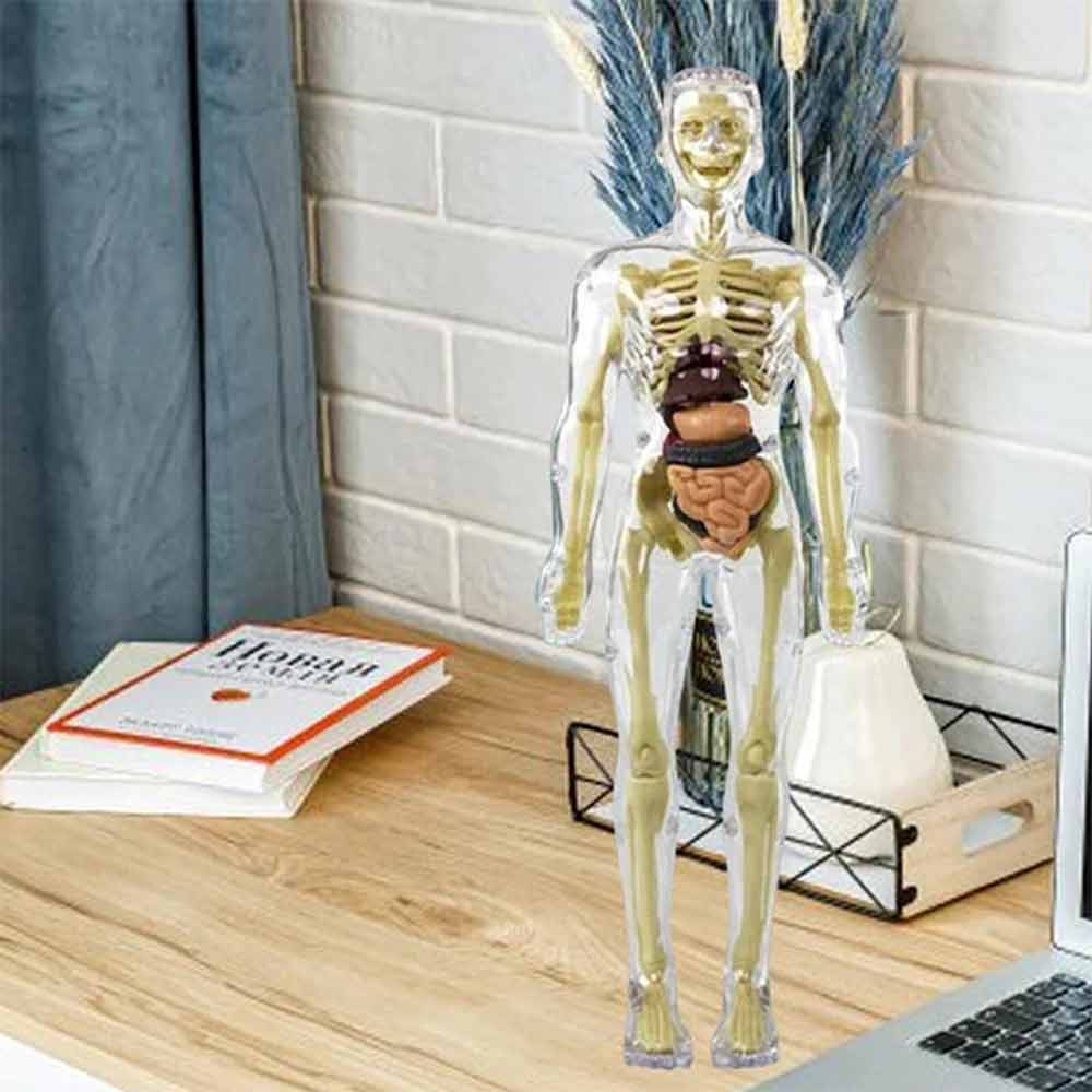 Human Body Anatomy Skeleton & Organ DIY Assembly Science experiment kit ...
