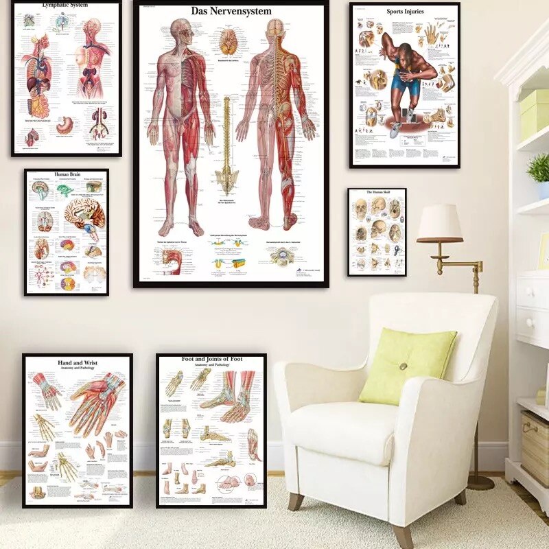 Educational Human Anatomy Diagram: Human Body Poster for Hospital, Home ...