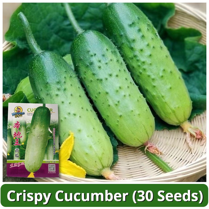 High Yield Crispy Cucumber Seeds for Planting (30 Seed) F1 Hybrid Fruit ...