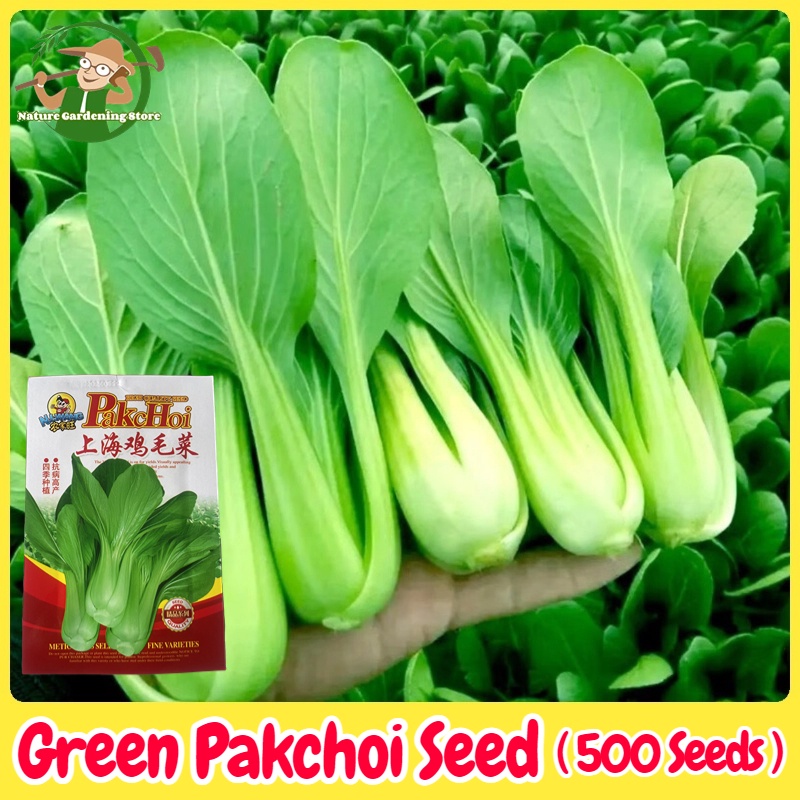 Organic Green Pakchoi 500 Seeds Chinese Pechay Seeds for Planting High ...
