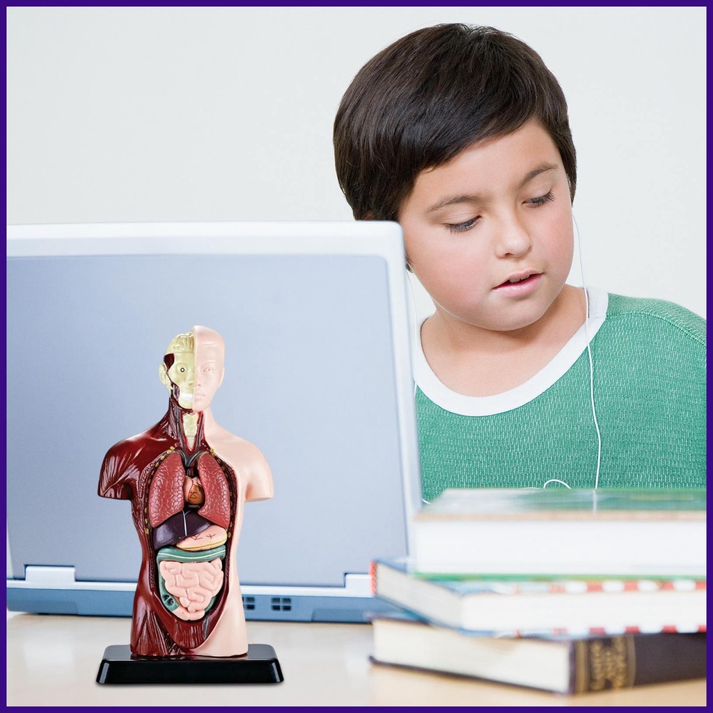 Human Torso Model 6 Parts Human Anatomy Model for Science Perfect for ...