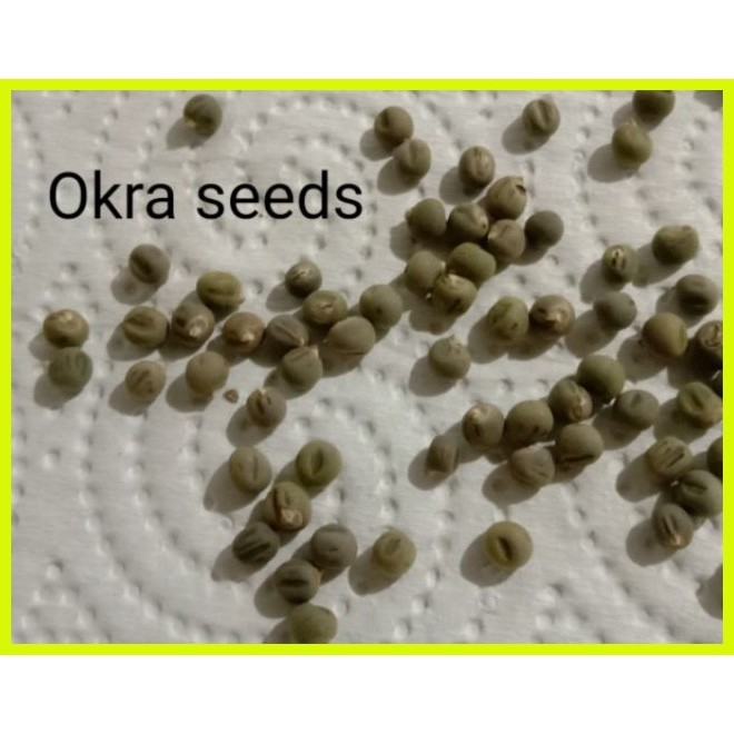 ♞VEGETABLE SEEDS SET OF 5 (UPO/ OKRA/TALONG/ SITAW/MUSTASA) | Shopee ...