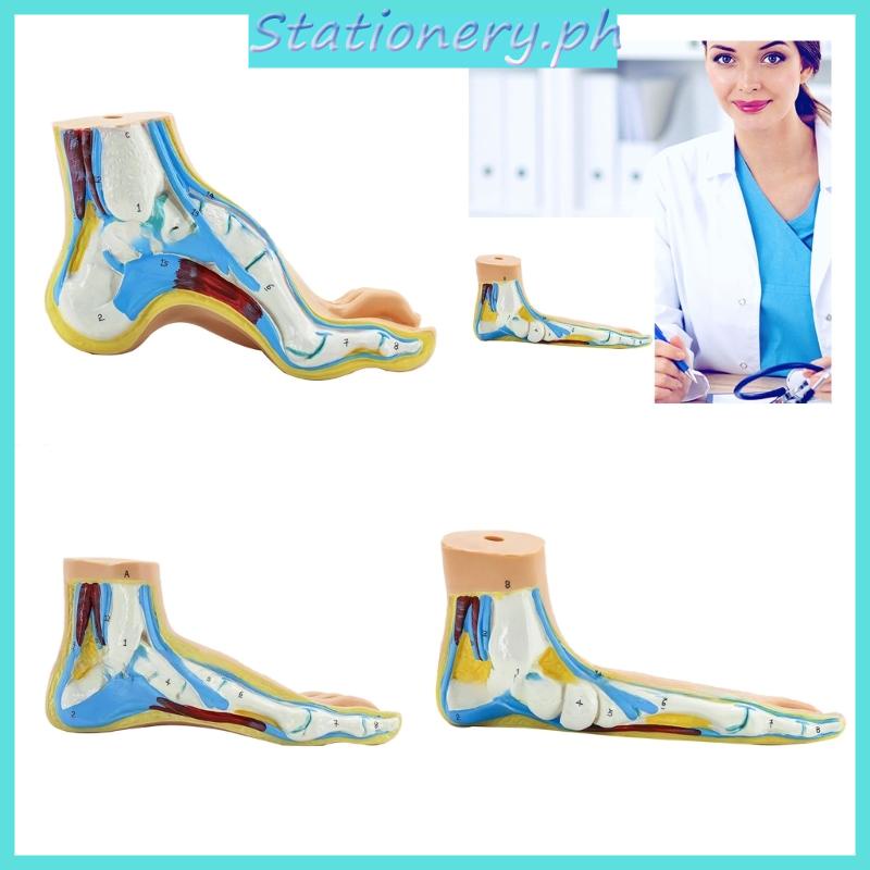 Stat Foot Anatomical Model Including Bones Muscles Ligaments Foot ...