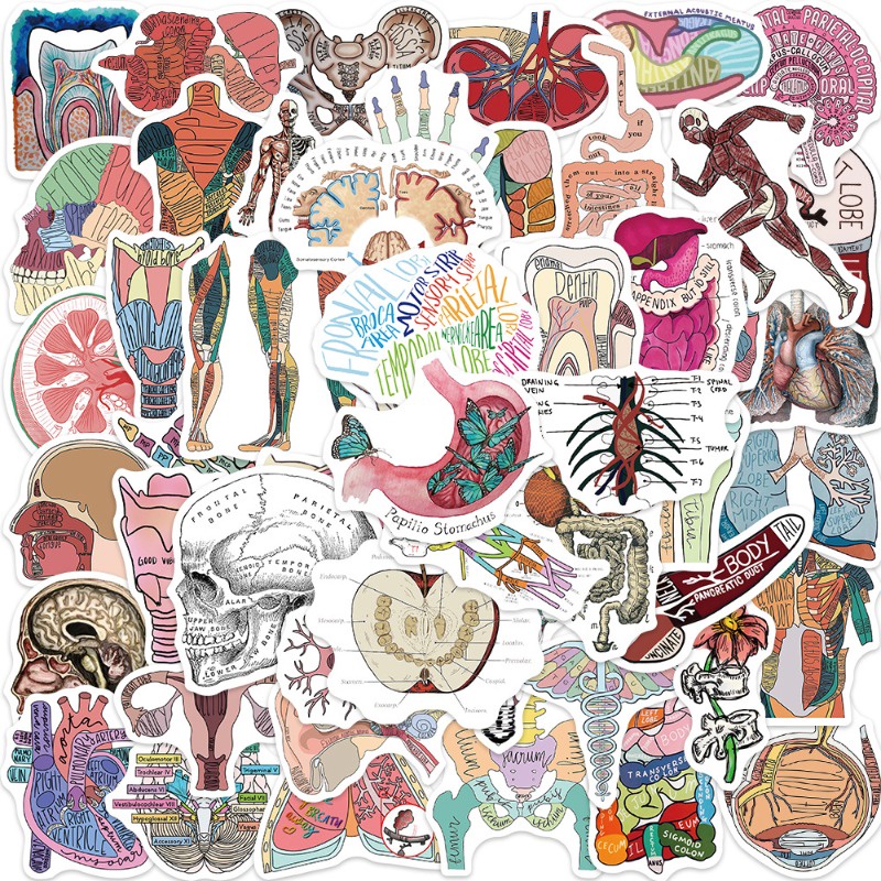Z&M Cartoon Organ Anatomy Map Stickers 50Pcs/Set Waterproof Stickers ...