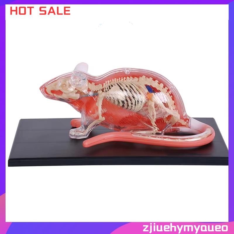 29 Parts White Mouse 4D Master Animal Anatomy Model Detachable Organs ...
