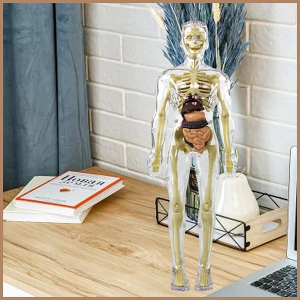 Human Body Model Anatomy Toys Torso Model Posable Interactive Figure ...