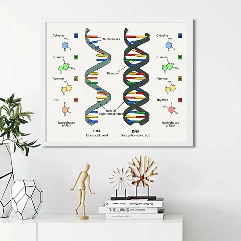 Human DNA and RNA Canvas Printing Science Biology Posters Wall Art ...