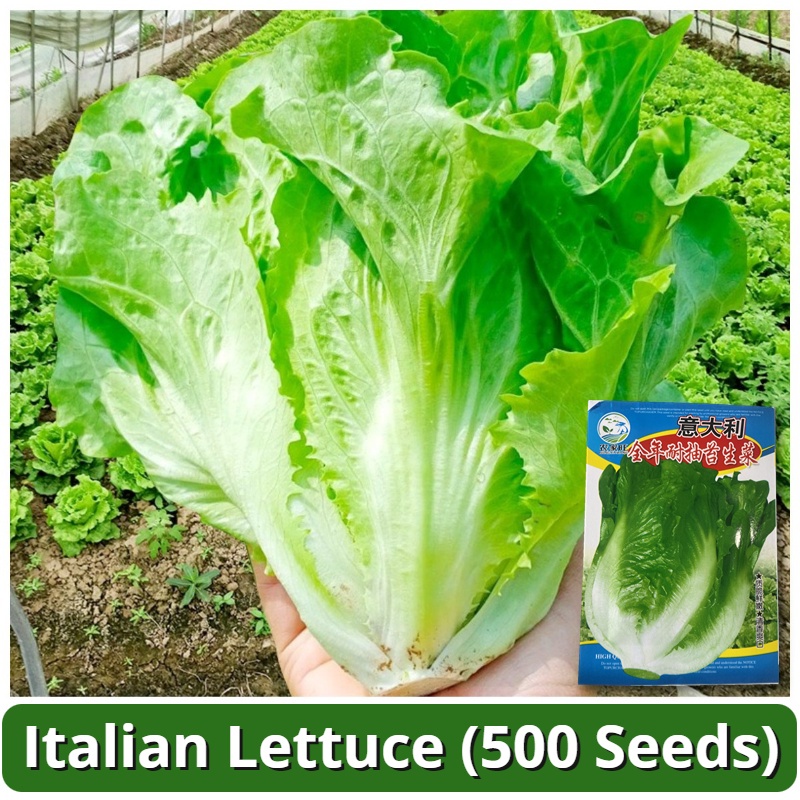 High Yield Italian Lettuce Seeds (500 Seed) Hydroponic Lettuce Seeds ...