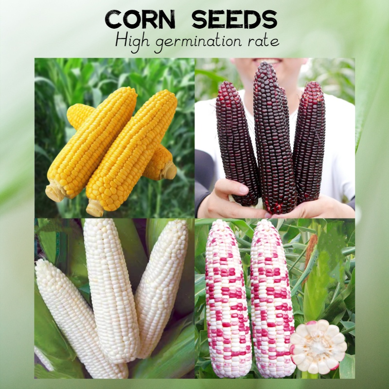 Sweet Waxy Corn Seeds for Planting High Yield Organic Hybrid Corn Seeds ...