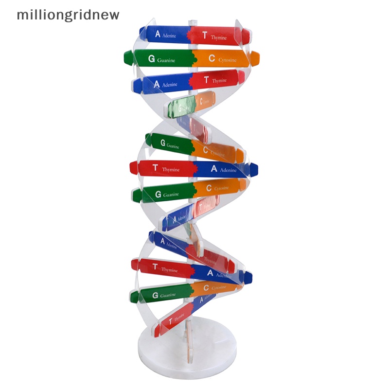 [milliongridnew] Human Genes DNA Models Double Helix Science Toys ...