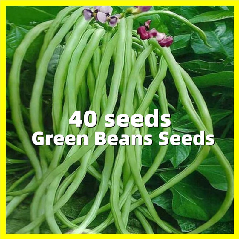 Green Beans 40 Seed Easy To Grow In Cowpea Seed Organic Vegetable Seed for Planting Long Beans ...