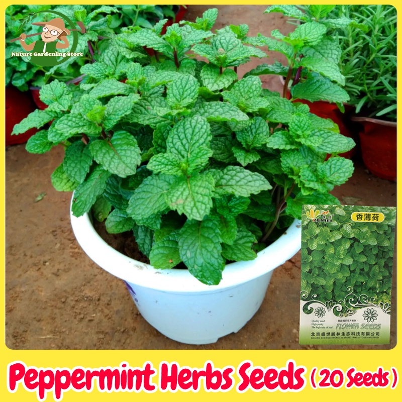 Bonsai Peppermint 20 Seeds Peppermint Herbs Seeds Edible Mint Leaves ...