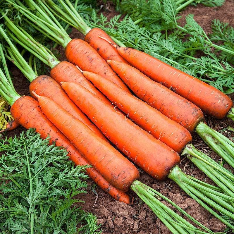 [Easy to grow in Philippines] High Yield Carrot Seeds F1 Hybrid Seeds ...