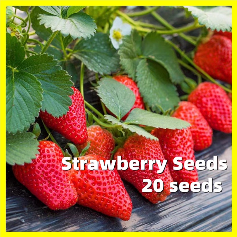 Strawberry Seed - 20 pcs Sweet Strawberry Seeds for Planting Fresh ...
