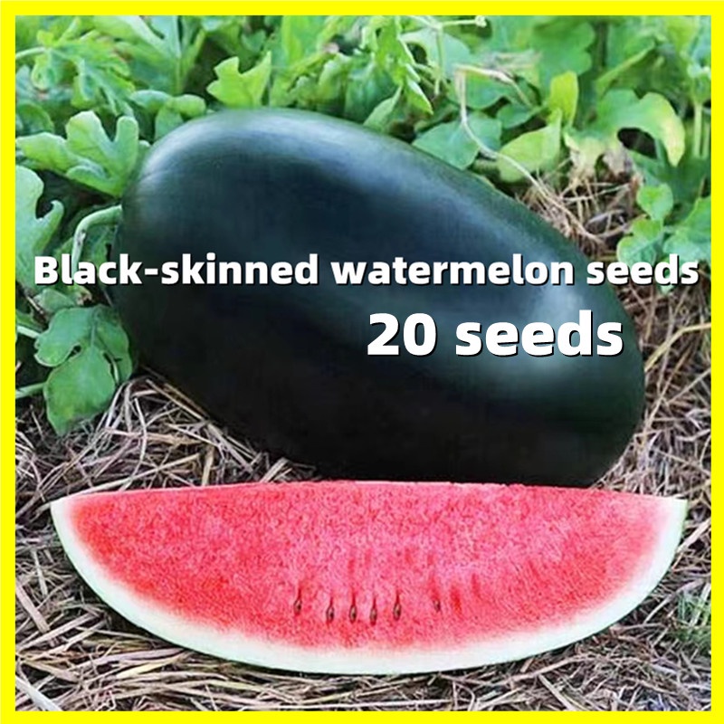 Black Diamond Watermelon 20 Seeds High Yielding Variety Lazy Black ...