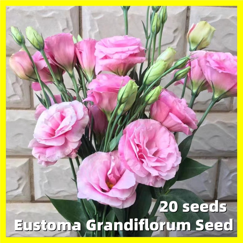 Eustoma Grandiflorum Seed - 20 Seeds Pink Eustoma Grandiflorum Flower ...
