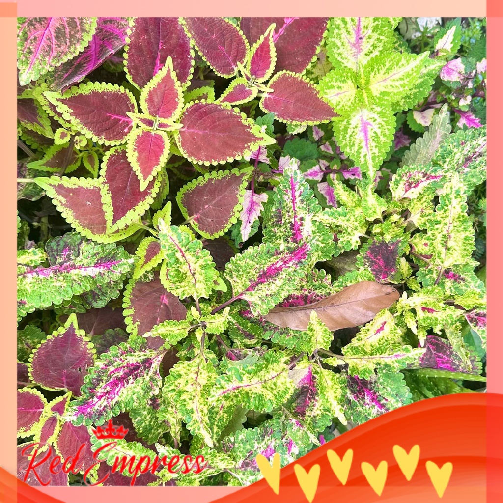 Mayana Coleus Bicolor with pot and soil Easy to care Outdoor Garden ...