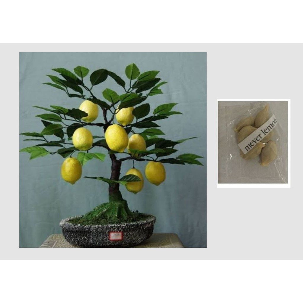 ♞Bonsai Meyer Lemon Tree Seeds (Organic Farming PH) | Shopee Philippines