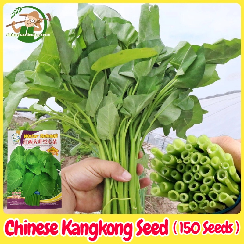 Big Leaf Water Spinach Seed Kangkong 150 Seeds for Planting High Yield ...