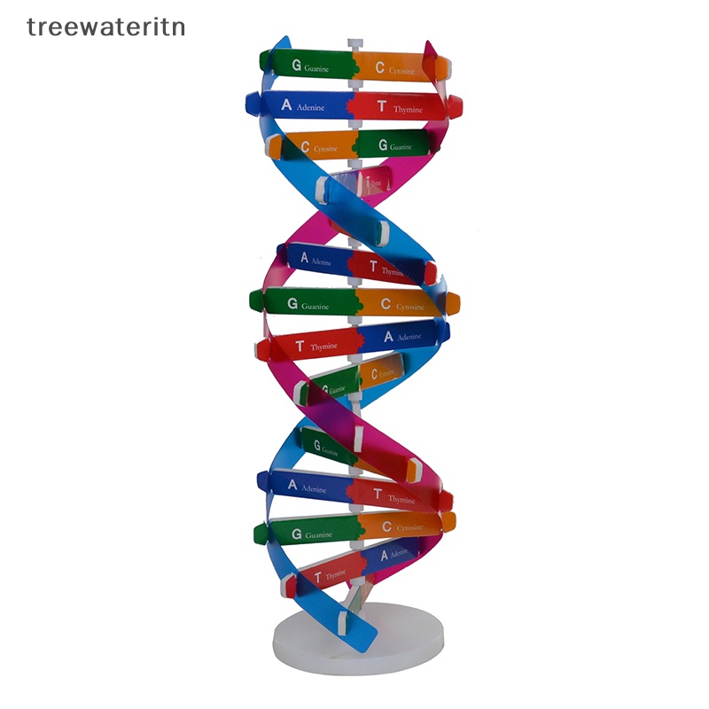 rn Human Genes DNA Models Double Helix Science Toys Teaching Learning ...