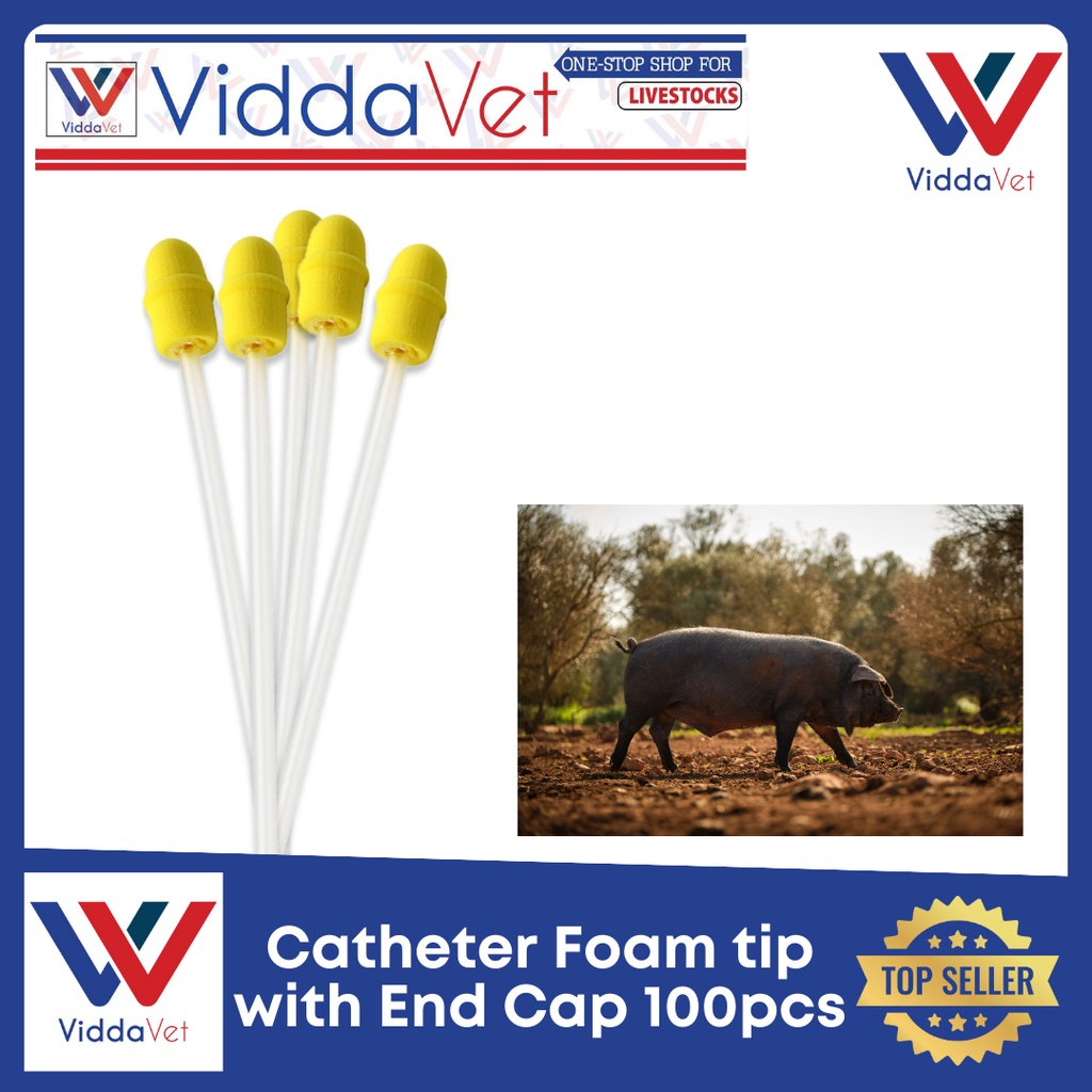 Foam tip Catheter with end cap for gilts for pigs 100pcs pig AI ...