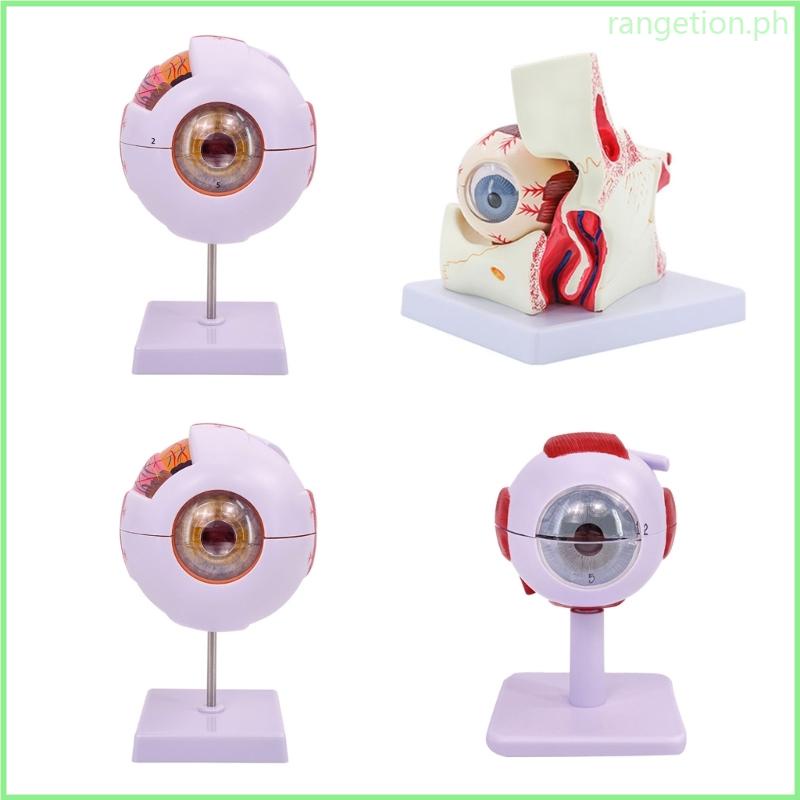 RAN 6X Eyeball Anatomy Model Removable Human Eye Anatomy Teaching Tool ...