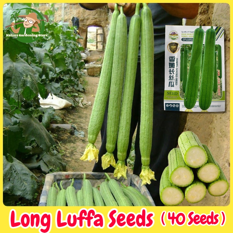 Long Luffa Seeds for Planting (40 Seeds) - High Yield Rare Long Variety ...