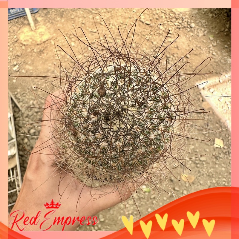 Bruha cactus Uprooted Live Cactus Uprooted No pot and soil Regular size ...