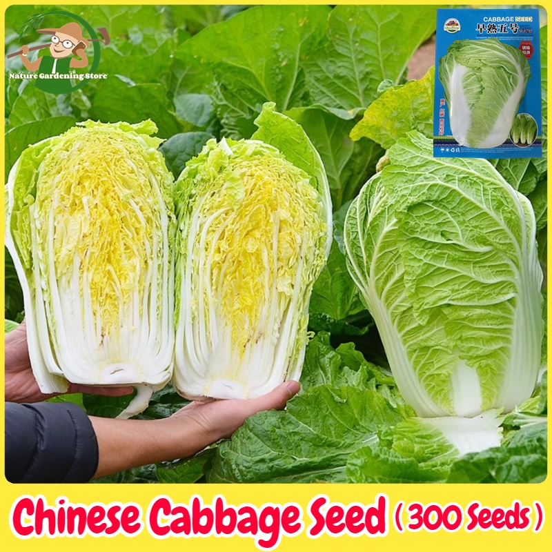 Organic Chinese Cabbage 300 Seeds for Planting High Yield Early ...
