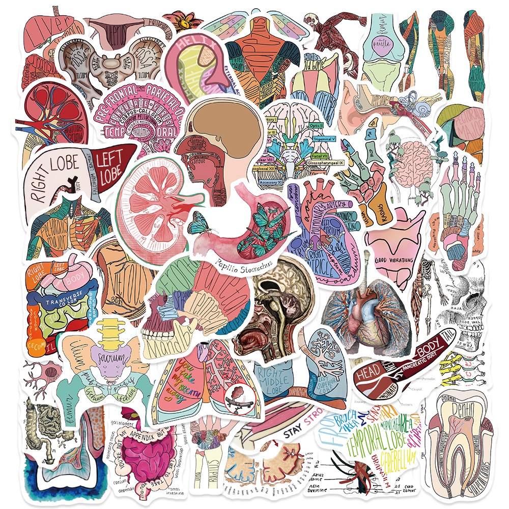 50pcs Anatomy Stickers Ergonomic Organ Learning Guide Medical Students ...