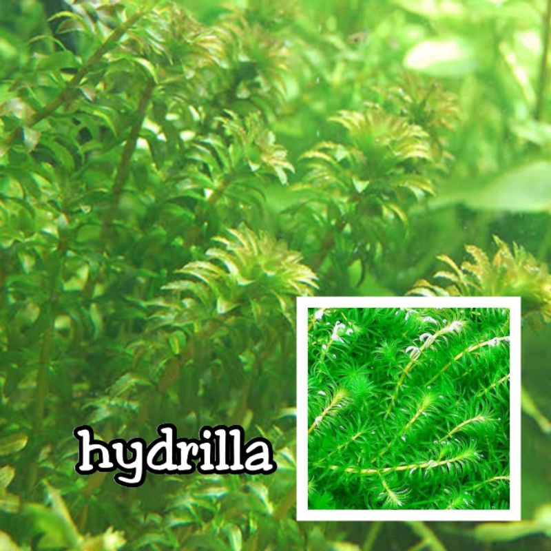 ♞Hydrilla Aquatic plant Floating plants ( 7stems ) | Shopee Philippines
