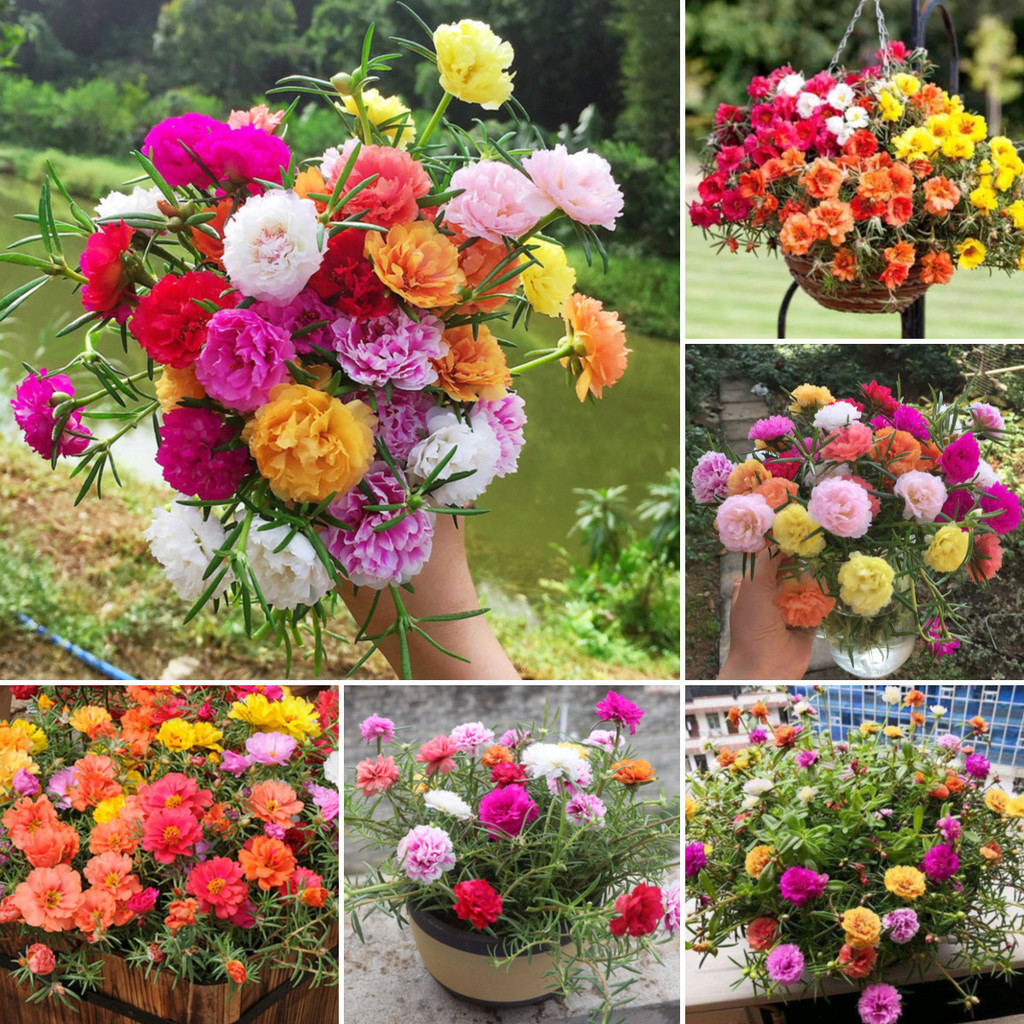 Mixed Portulaca Seeds - Bonsai Moss Rose Flower Seeds for Gardening ...