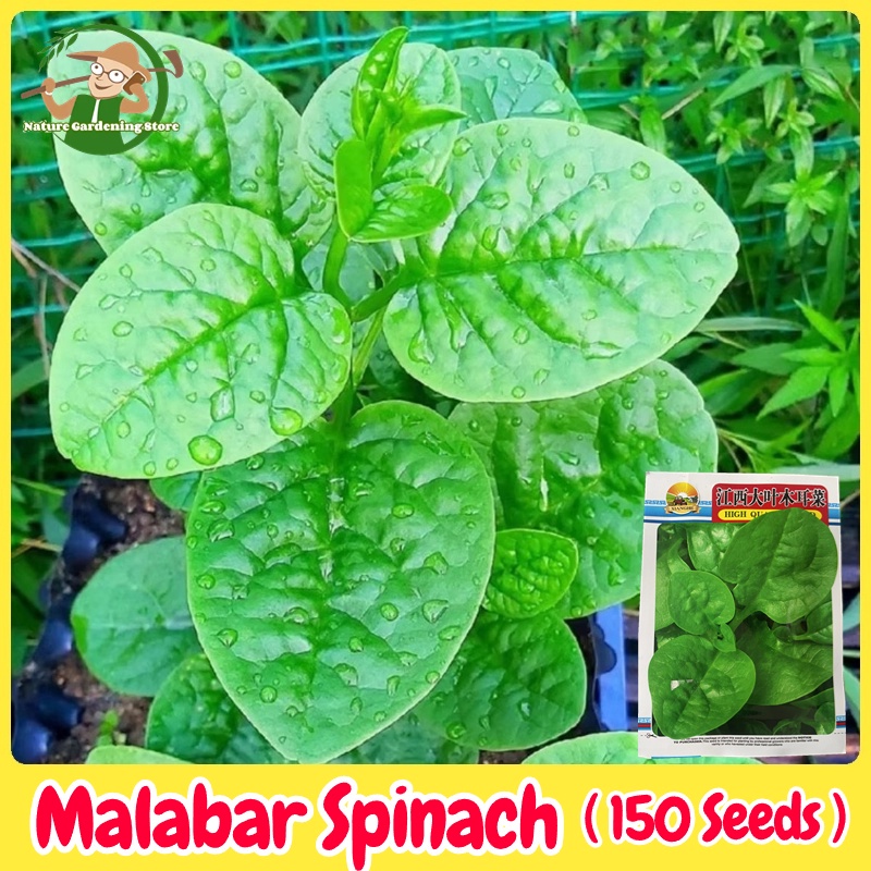 Fresh Organic Malabar Spinach Seeds for Planting 150 Seed High Yield ...