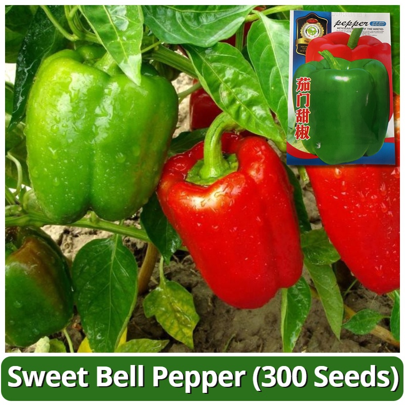 High Yield Sweet Bell Pepper Seeds (300 Seed) - F1 Hybrid Bell Pepper ...