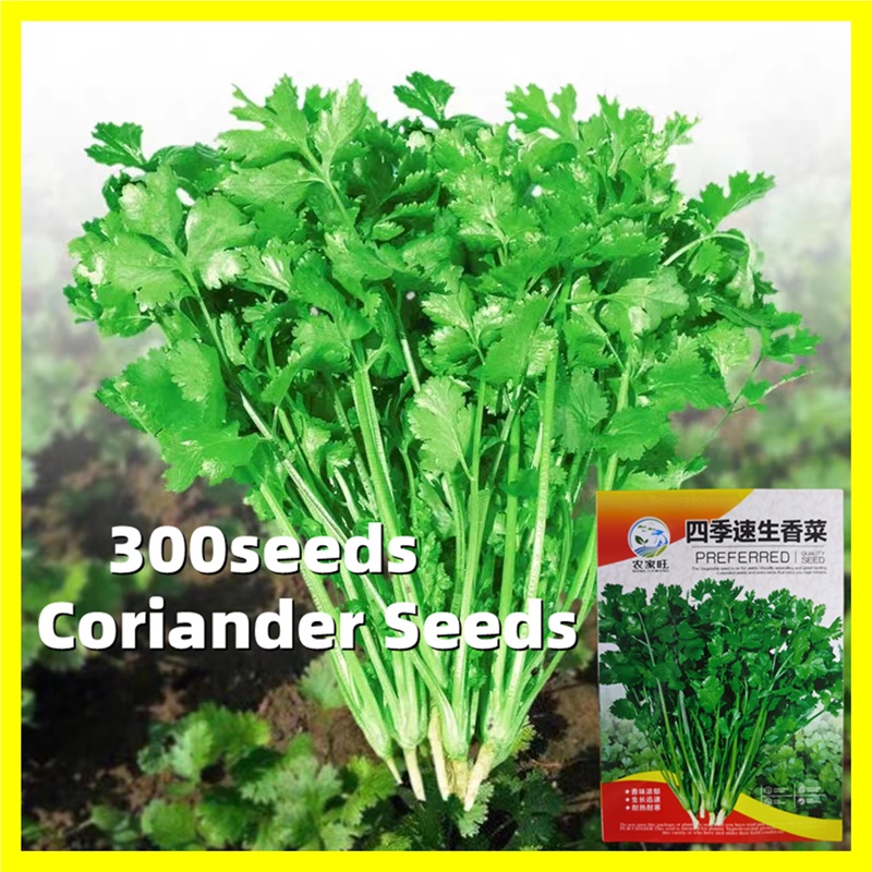 Fresh Coriander Cilantro Wansoy Chinese Parsley 300 Seeds Flat Leaf ...