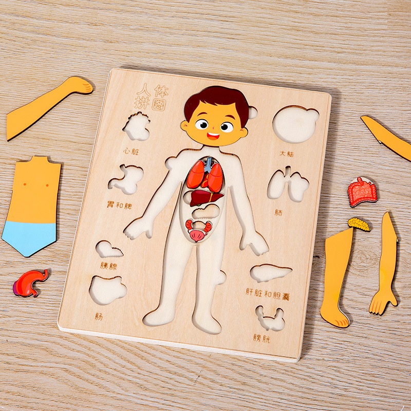 Human body organ structure wooden puzzle / early education parent-child ...