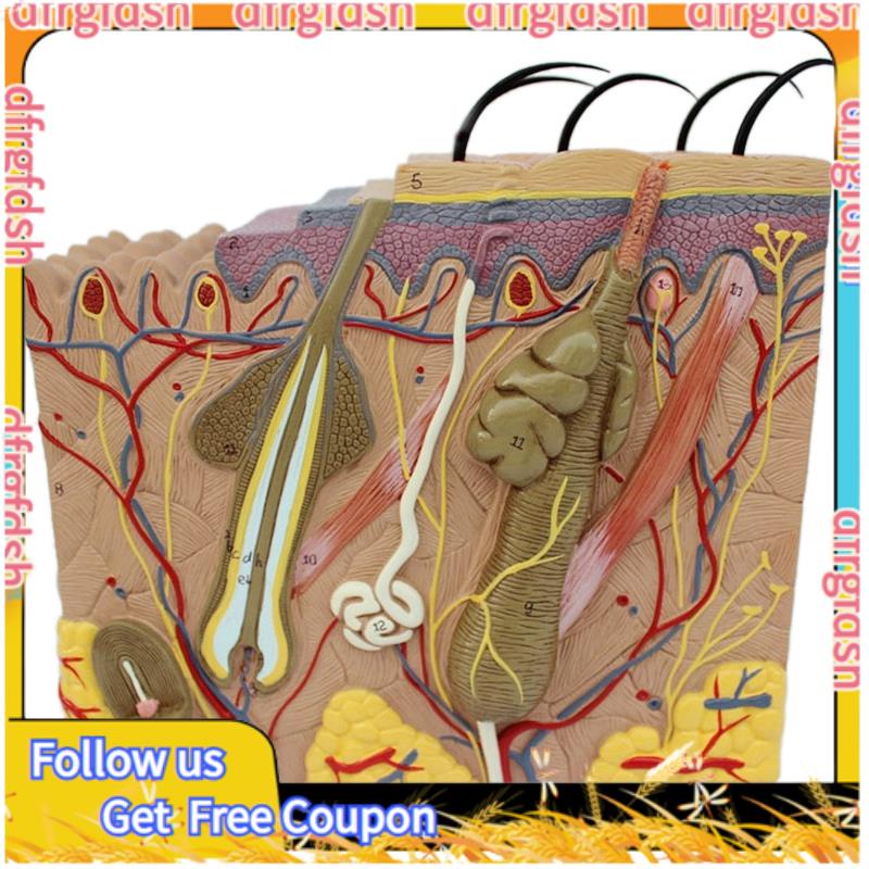 【D&F】Skin Model,Skin and Hair Structure Enlarge Model Anatomical Model ...