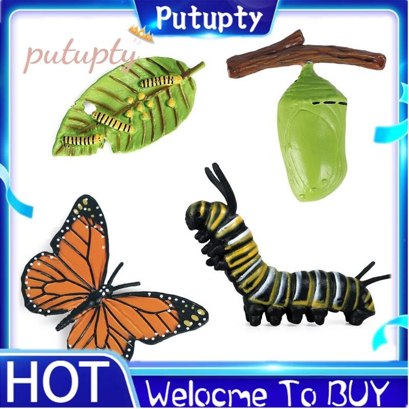Simulation Life Cycle Figurine of a Butterfly Growth Cycle Insect ...