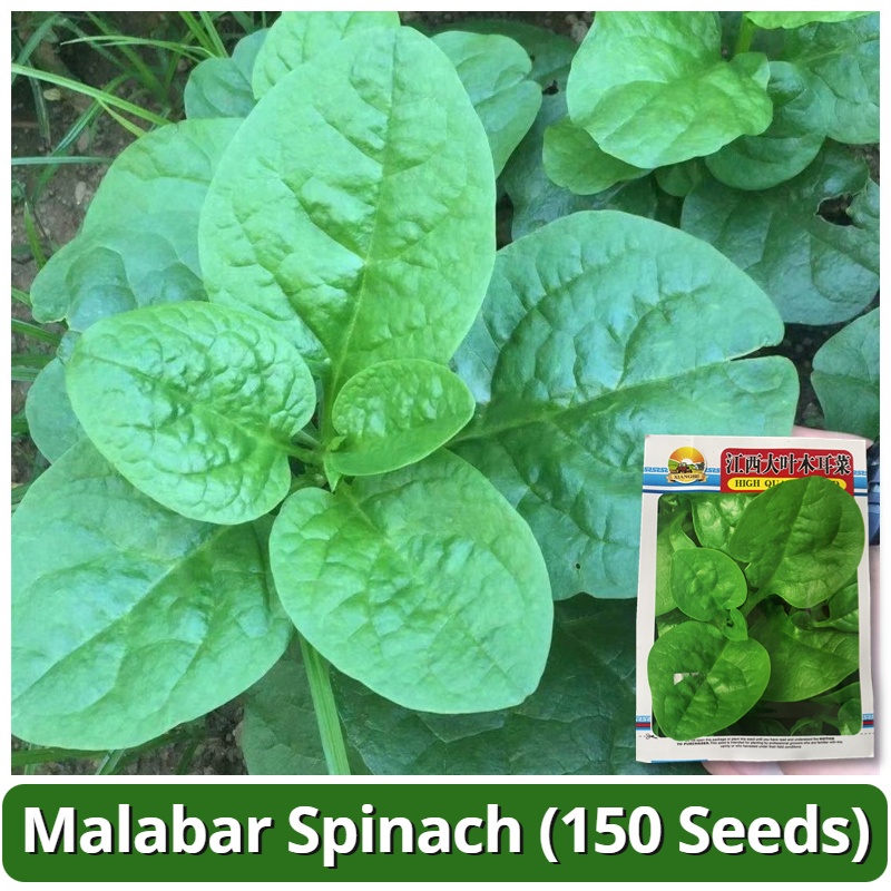 Malabar Spinach 150 Seeds Gynura Cusimbua Vegetable Seeds for Planting ...