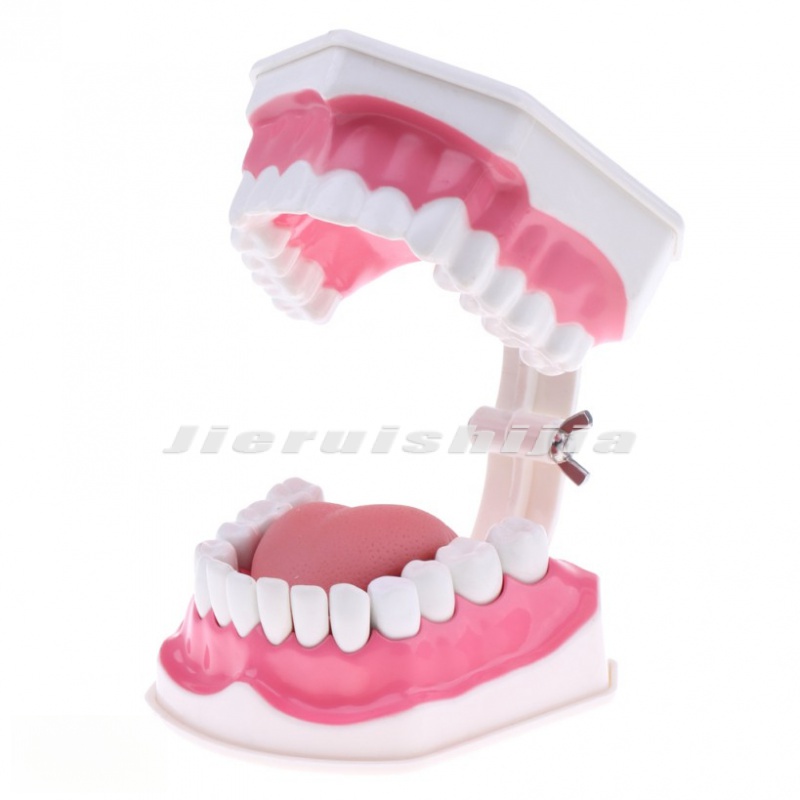 Dental Mouth Teeth Tongue Model with Removable Lower Teeth ...