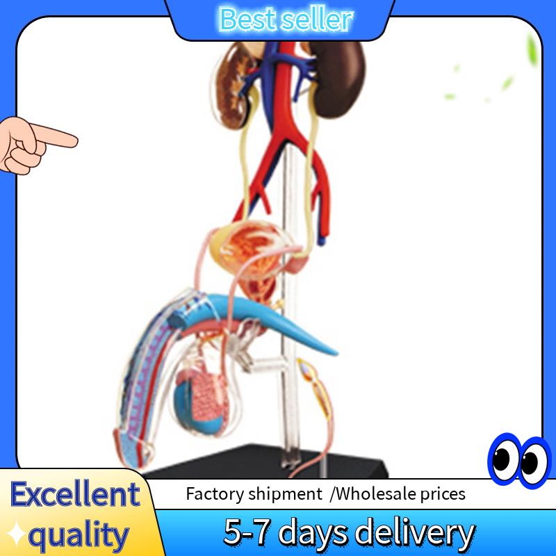 Medical Torso Human Body Model Education Male Reproductive System Model ...