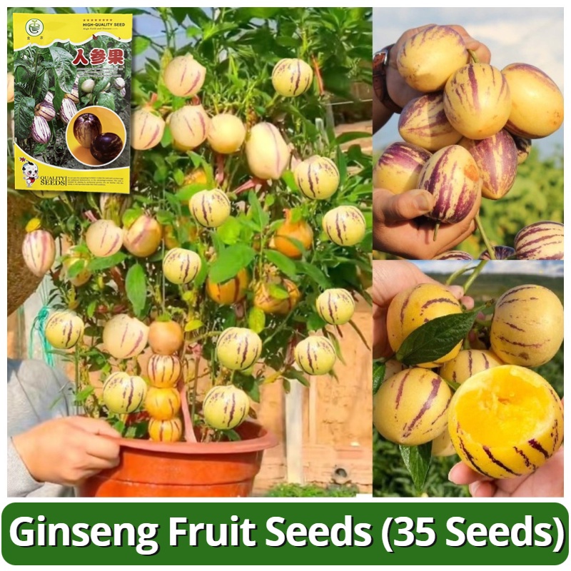 100% Original Ginseng Fruit 35 Seeds for Planting Rare Pepino Melon ...