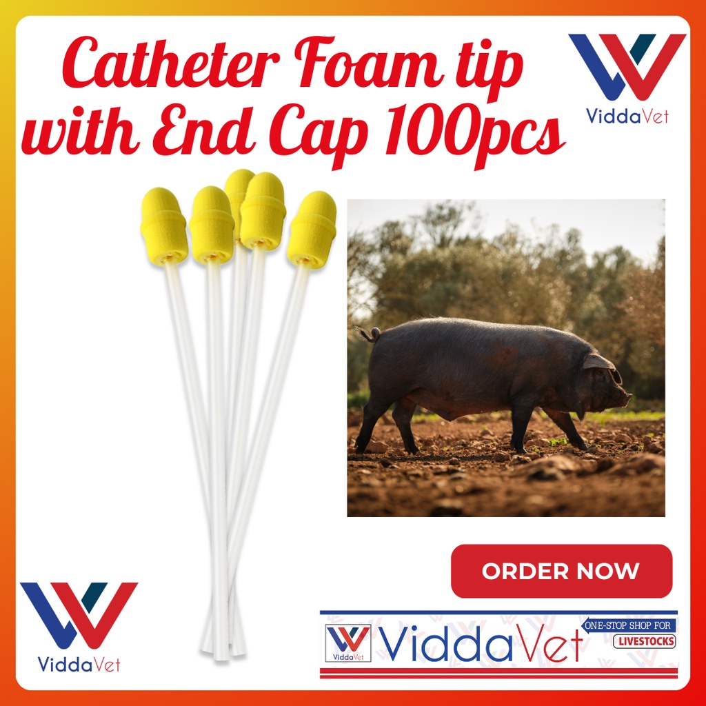 Foam tip Catheter with end cap for gilts for pigs Viddavet 100pcs pig ...