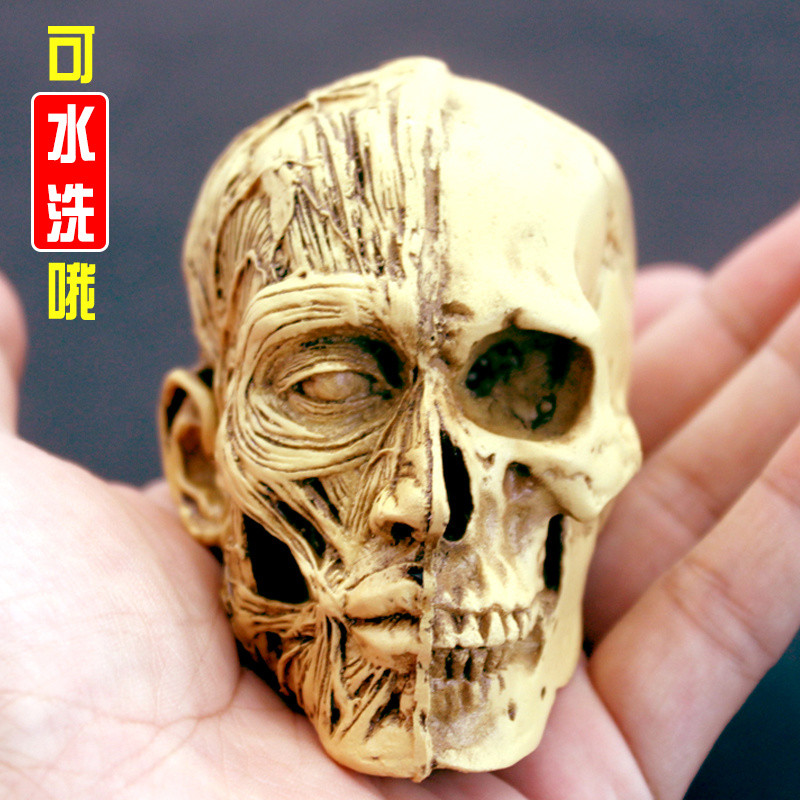 Artistic Human Skull Model Muscle Skeleton Head Sculpture Skull Bone ...